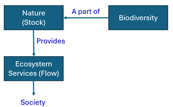 The Interdependence of Nature, Biodiversity, and Ecosystem Services: A ...