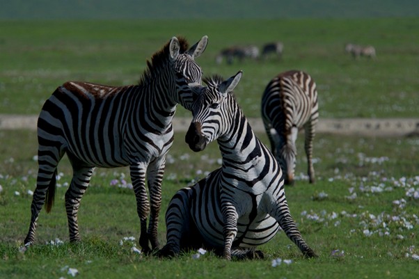 Navigating the Financial Landscape for Biodiversity: Key Takeaways from ...
